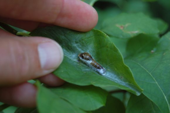 Seduced by Sassafras | The World's Best Gardening Blog