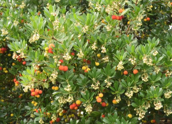 Xera Plants | The World's Best Gardening Blog