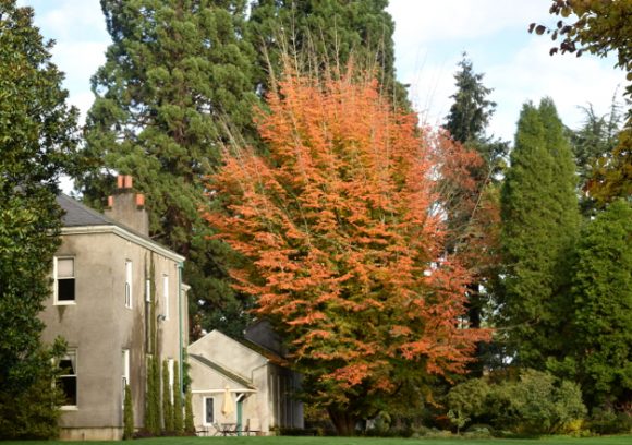 Parrotia persica | The World's Best Gardening Blog