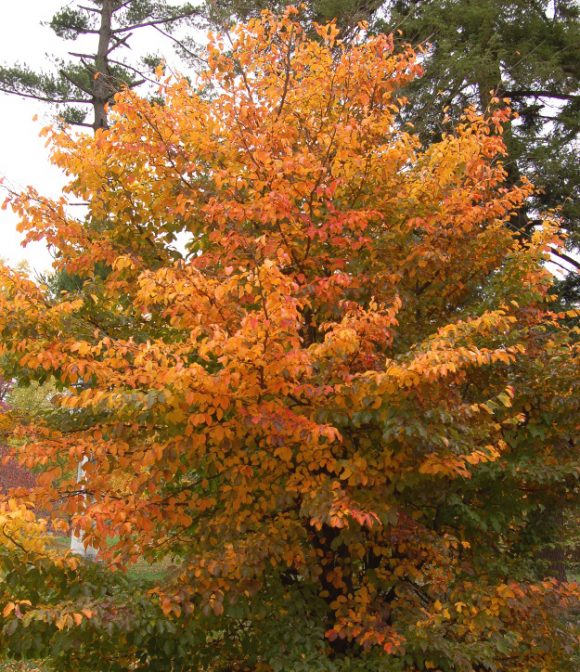 Parrotia persica | The World's Best Gardening Blog