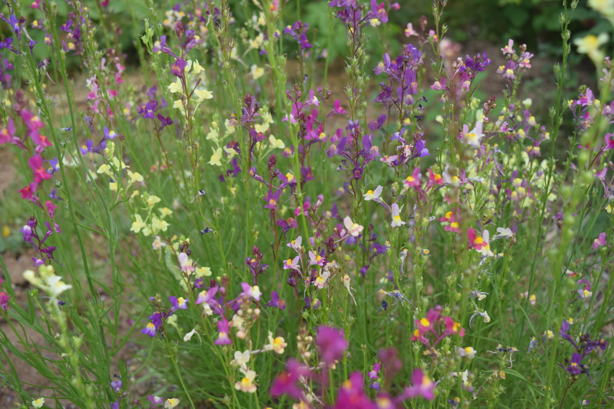 10 Fun Annuals | The World's Best Gardening Blog