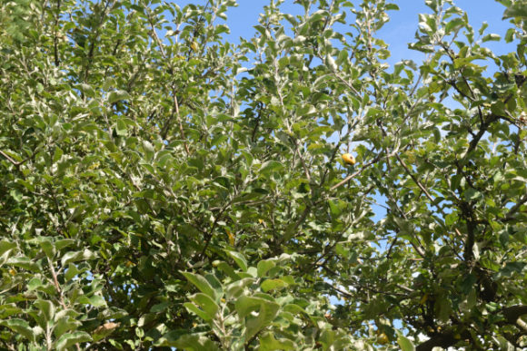 The Apple Tree Next Door | The World's Best Gardening Blog