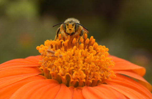 Welcome Stem-Dwelling Bees to Your Garden | The World's Best Gardening Blog