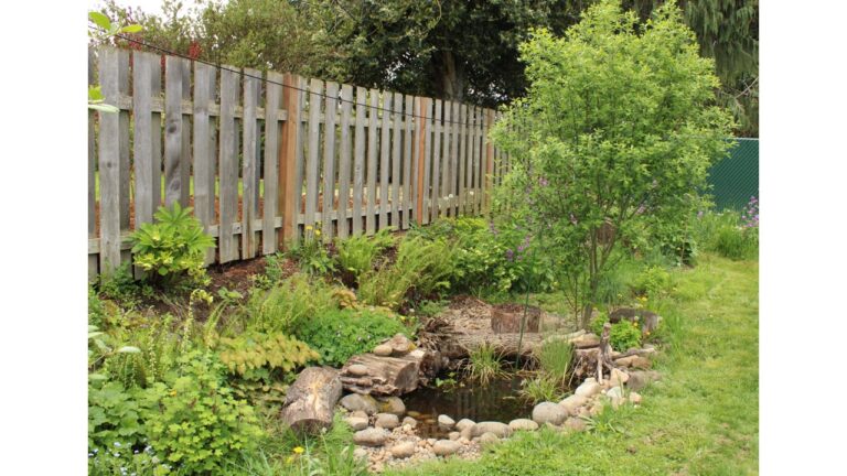 I Made a Dragonfly Pond! | The World's Best Gardening Blog
