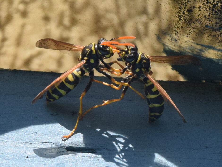 Can Humans & Paper Wasps Live Together in Peace? | The World's Best ...