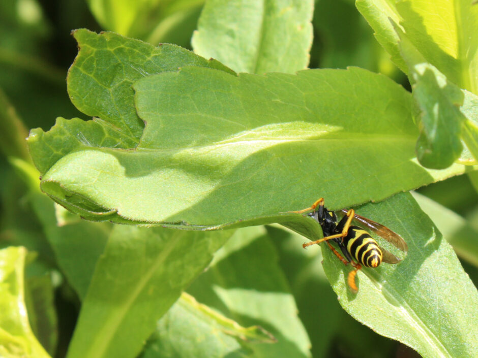 Can Humans & Paper Wasps Live Together in Peace? | The World's Best ...