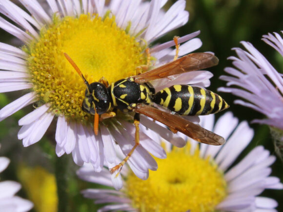 Can Humans & Paper Wasps Live Together in Peace? | The World's Best ...